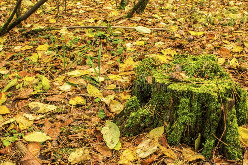 Lump on an Old Stump in an Autumn Forest Standing on the Ground Covered ...