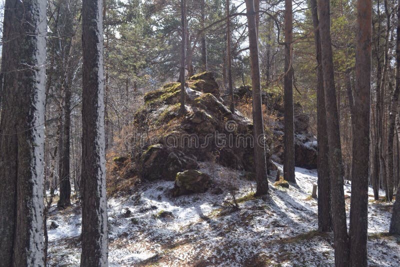 Lump stock photo. Image of tree, nature, lump, fairy - 90935374