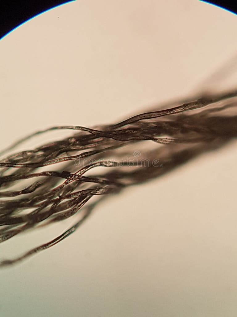 233 Microscope Filaments Stock Photos - Free & Royalty-Free Stock ...