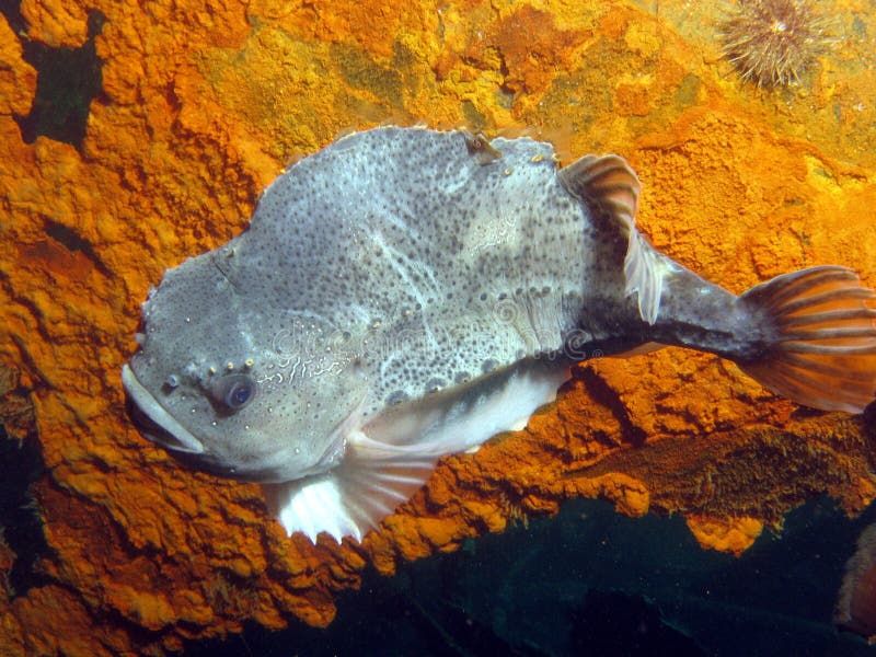 Lumpfish stock image. Image of fish, atlantic, wreck, conception - 207785