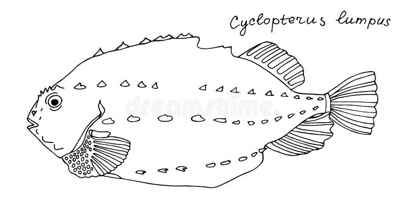 Illustration of a Lumpsucker or Lumpfish, Cyclopterus Lumpus Stock ...
