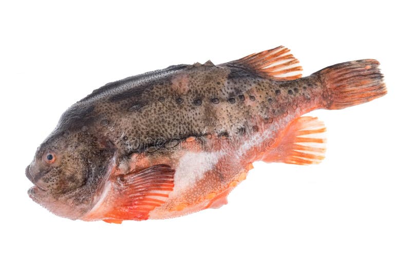 Lumpsucker Fish Stock Photos - Free & Royalty-Free Stock Photos from ...