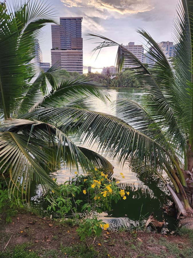 Lumpini Lake Park in Bangkok, Thailand Editorial Image - Image of tree ...