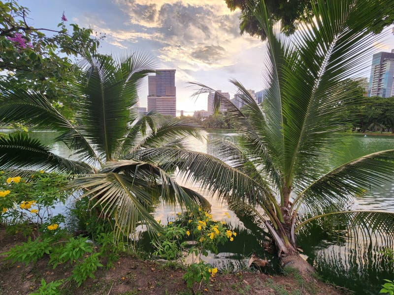 Lumpini Lake Park in Bangkok, Thailand Stock Photo - Image of flower ...