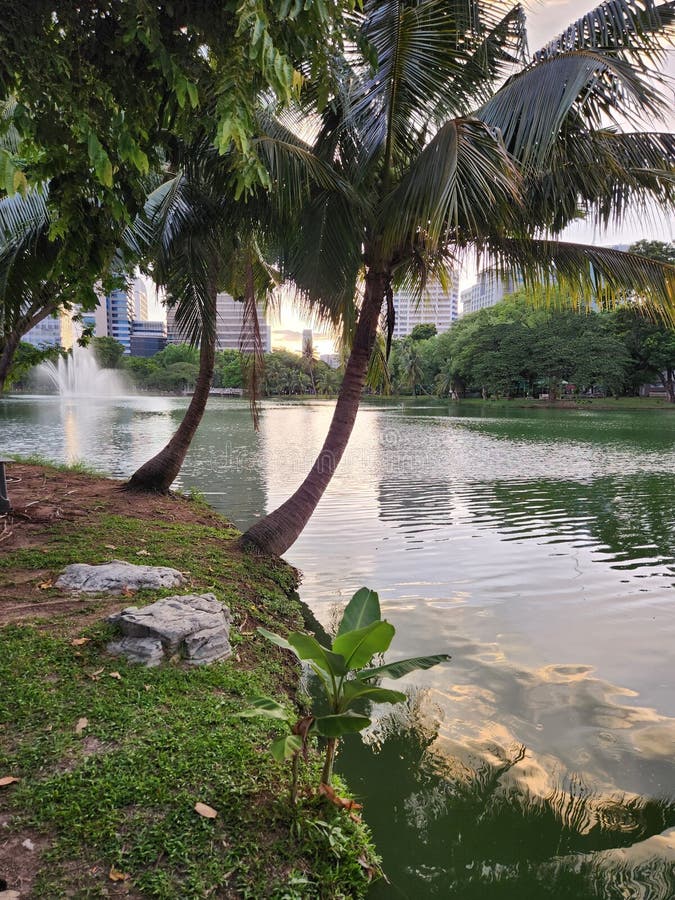 Lumpini Lake Park in Bangkok, Thailand Stock Photo - Image of thailand ...