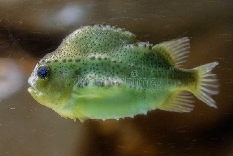 Lumpsucker stock photo. Image of tropical, marine, aquarium - 95321316