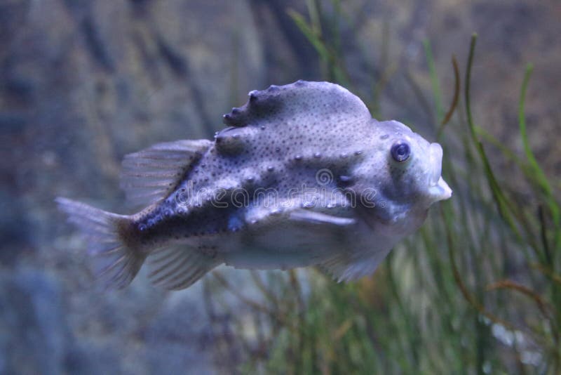 Poissons de lump image stock. Image du studio, poule - 25223881