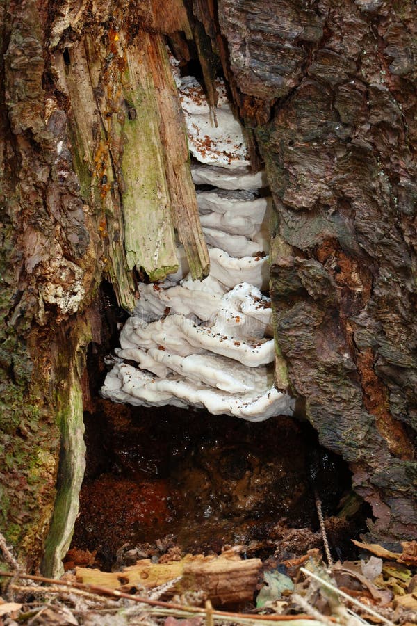 Lumpy Bracket Growing in Hollow Tree Stock Photo - Image of fruit ...