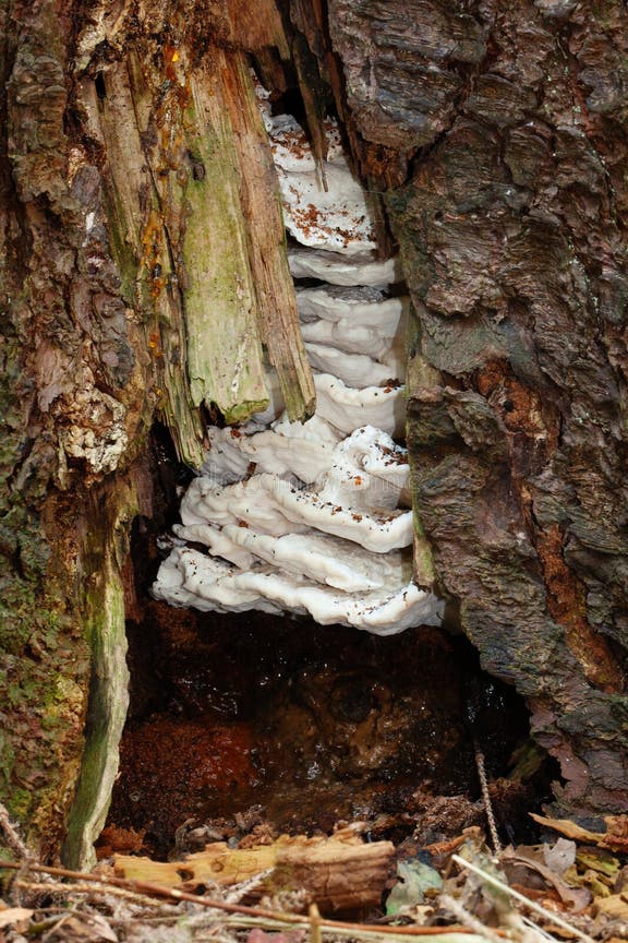 Lumpy Bracket Growing in Hollow Tree Stock Photo - Image of fruit ...