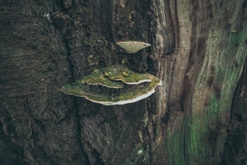Lumpy Bracket Mushroom on the Tree Stock Photo - Image of snow, wild ...