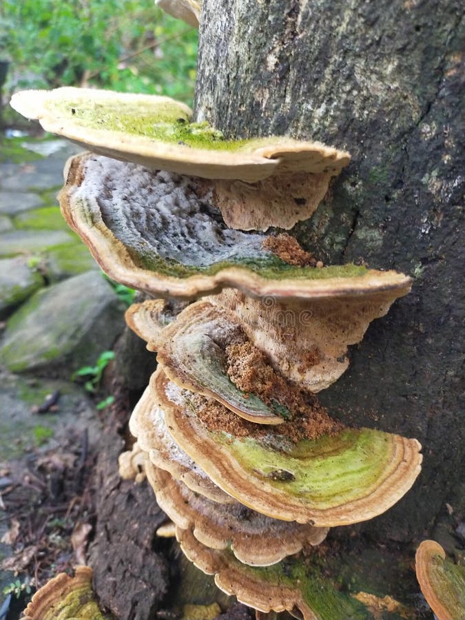 Lumpy Bracket-trametes Gibbosa Stock Image - Image of lumpy, gibbosa ...