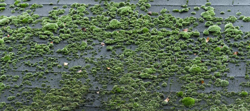 Lumpy Green Moss on Roof or Floor Stock Image - Image of floor ...