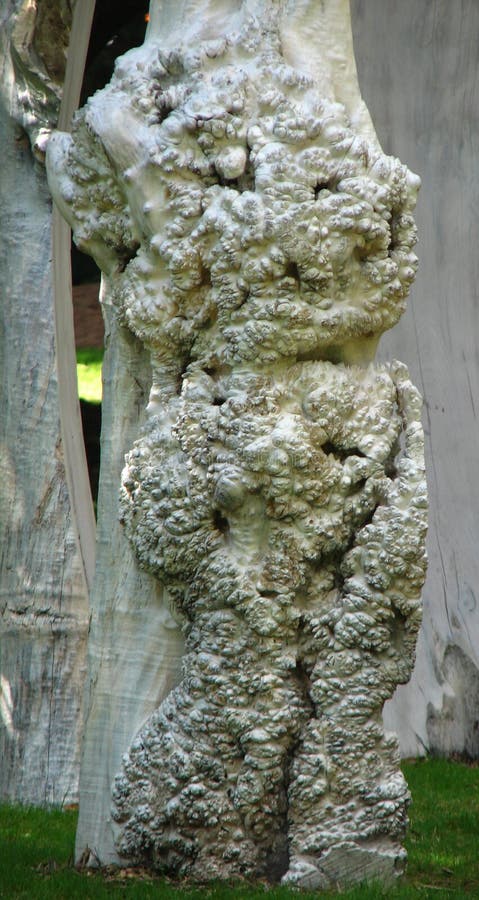 Lumpy tree trunk stock image. Image of texture, lumps - 95220665