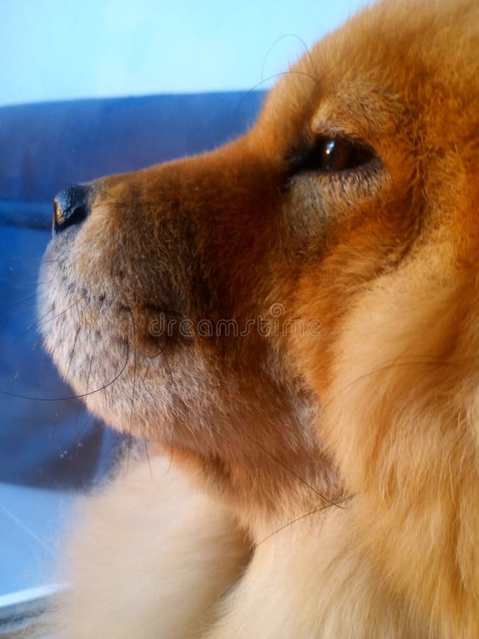 Luna chow chow stock image. Image of rays, muzzle, chow - 111101007