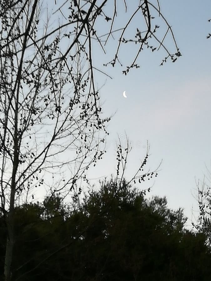 Dig Morning Crescent Moon Luna Stock Photos - Free & Royalty-Free Stock ...