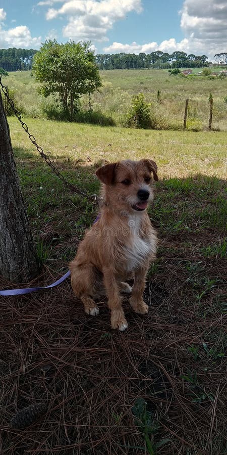 Luna dog stock photo. Image of lindinha, luna, linda - 144059700