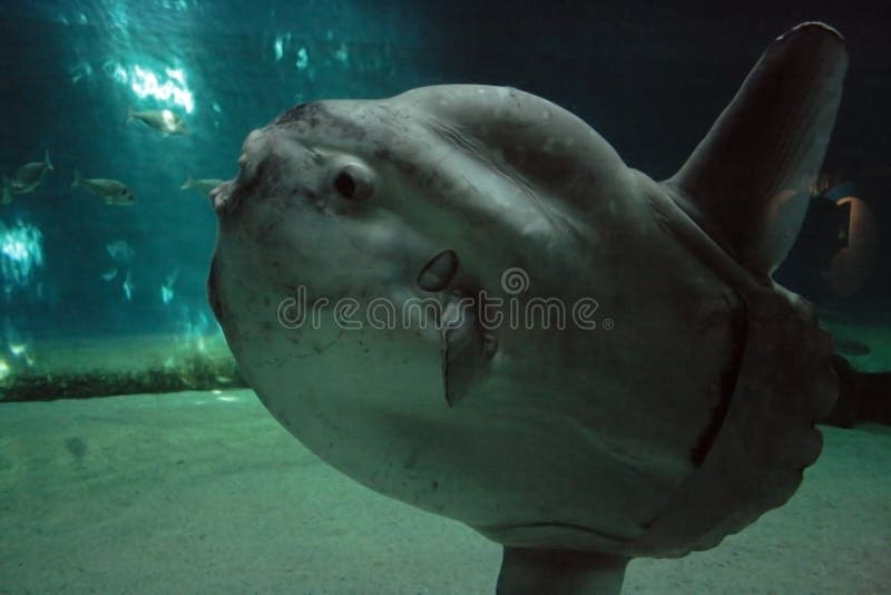 Luna-fish stock image. Image of underwater, mola, flat - 3361573