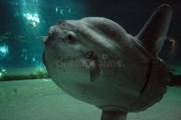 Luna-fish stock image. Image of underwater, mola, flat - 3361573