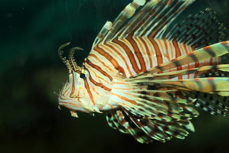 Luna lionfish stock photo. Image of pterois, miles, lagoon - 41357820