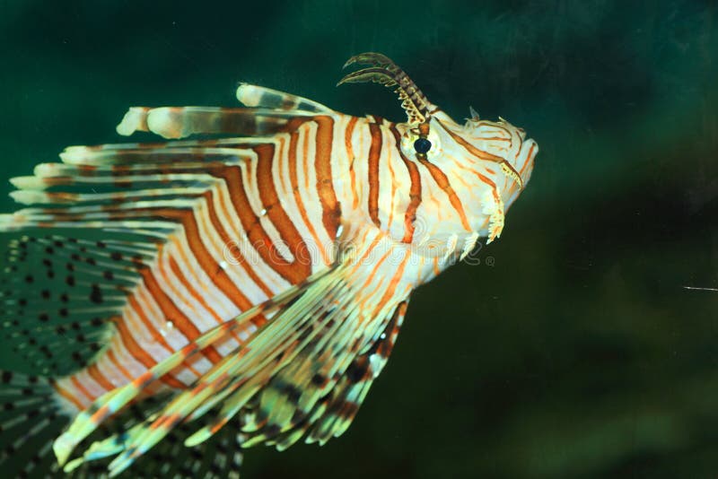Luna lionfish stock photo. Image of animals, close, lionfish - 41380814