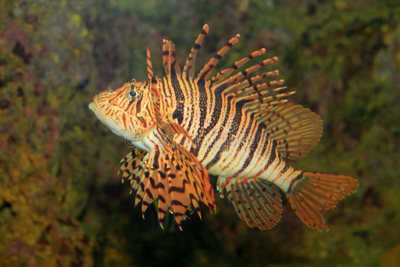 Luna lionfish stock photo. Image of pterois, miles, lagoon - 41357820