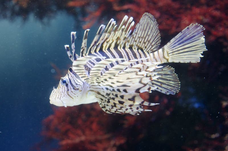 Luna-fish stock image. Image of underwater, mola, flat - 3361573
