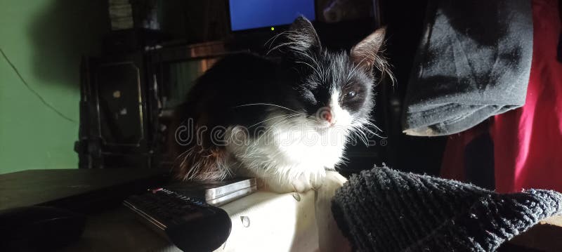 Luna Mai Beautiful Cat Stock Photos - Free & Royalty-Free Stock Photos ...