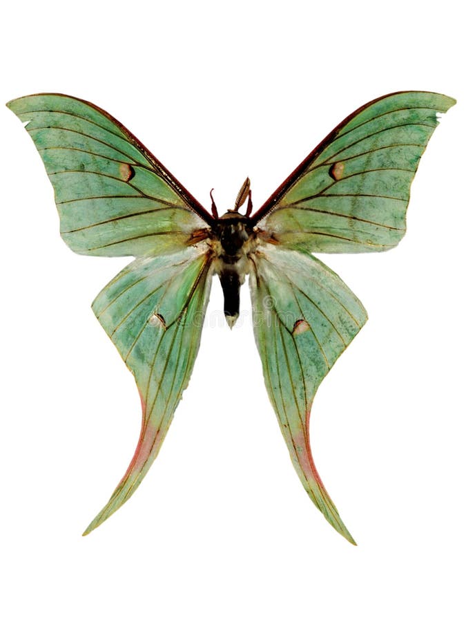 660 Luna Moth Stock Photos - Free & Royalty-Free Stock Photos from ...