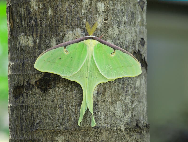 Luna Moth stock image. Image of saturniid, mint, silkworm - 13495565