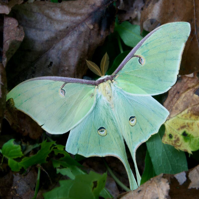 Luna moth stock image. Image of actias, nearctic, butterfly - 25426405