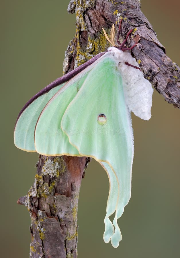 Luna Moth stock image. Image of fuzzy, flying, moth, close - 5147729