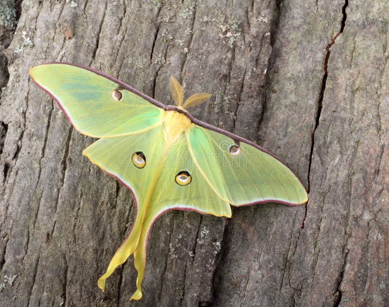 Luna Moth, Actias luna stock photo. Image of antenna - 19498480