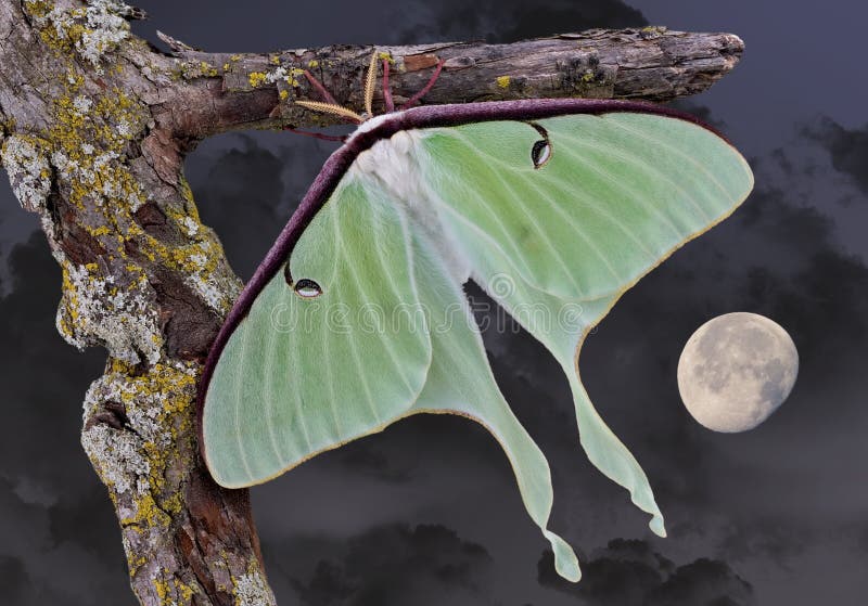 660 Luna Moth Stock Photos - Free & Royalty-Free Stock Photos from ...