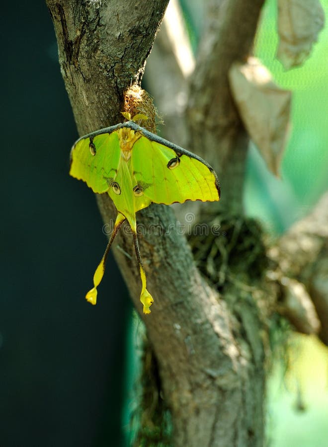Luna Moth stock image. Image of moth, tree, yellow, luna - 31540705