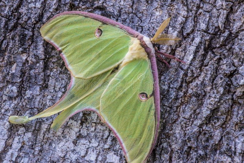 Luna Moth Sits on the Side of a Tree. Stock Image - Image of moth, soft ...