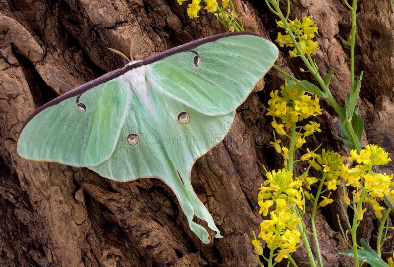 Luna moth on tree 2 stock image. Image of wildlife, fuzzy - 5145921
