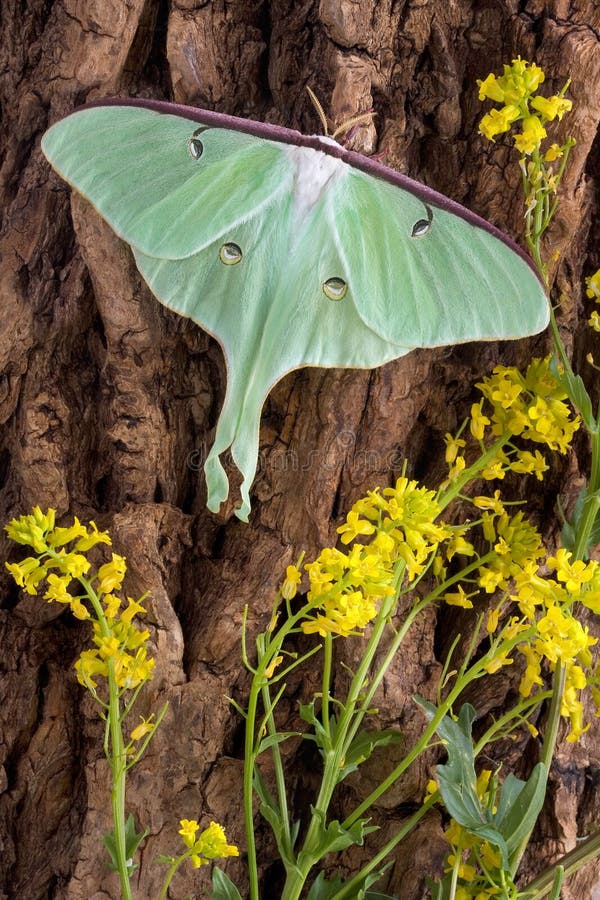 Luna moth in moonlight stock photo. Image of night, furry - 5274874