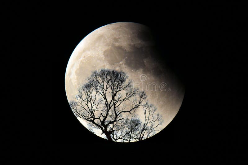 Lunar Eclipse and Tree Silhouette. Stock Image - Image of impact, grey ...