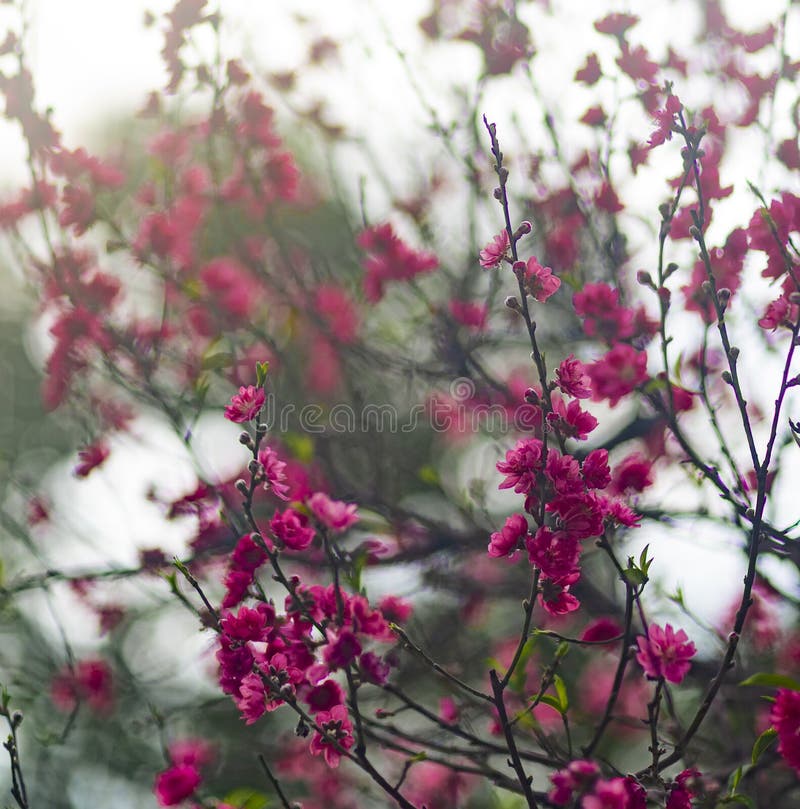 561 Lunar New Year Flower Market Decoration Stock Photos - Free ...