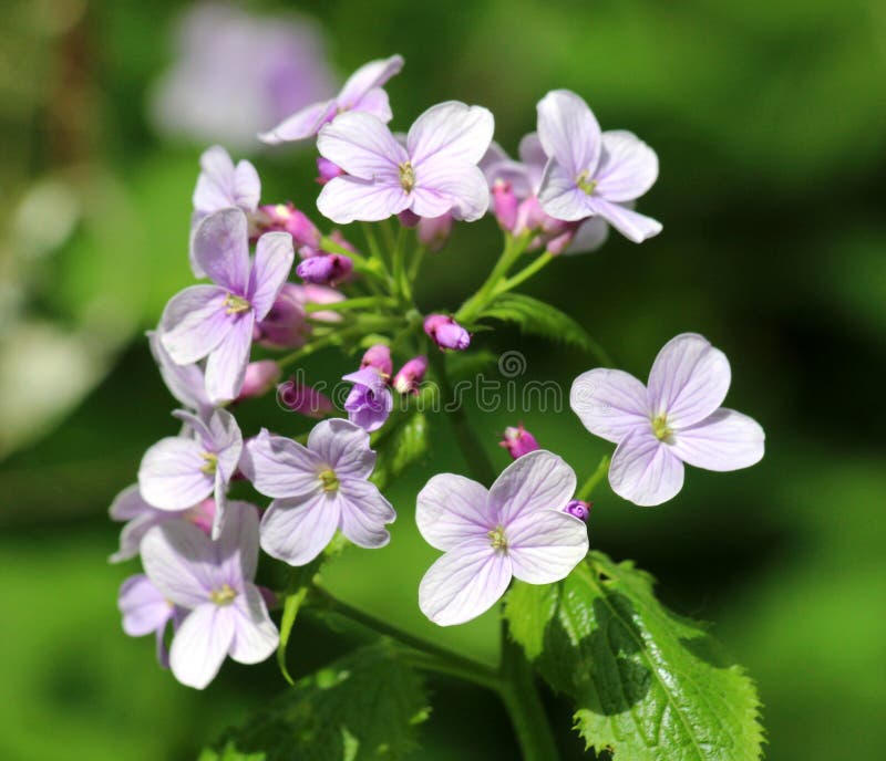 Lunaria Rediviva Blooms in the Forest in Spring Stock Photo - Image of ...