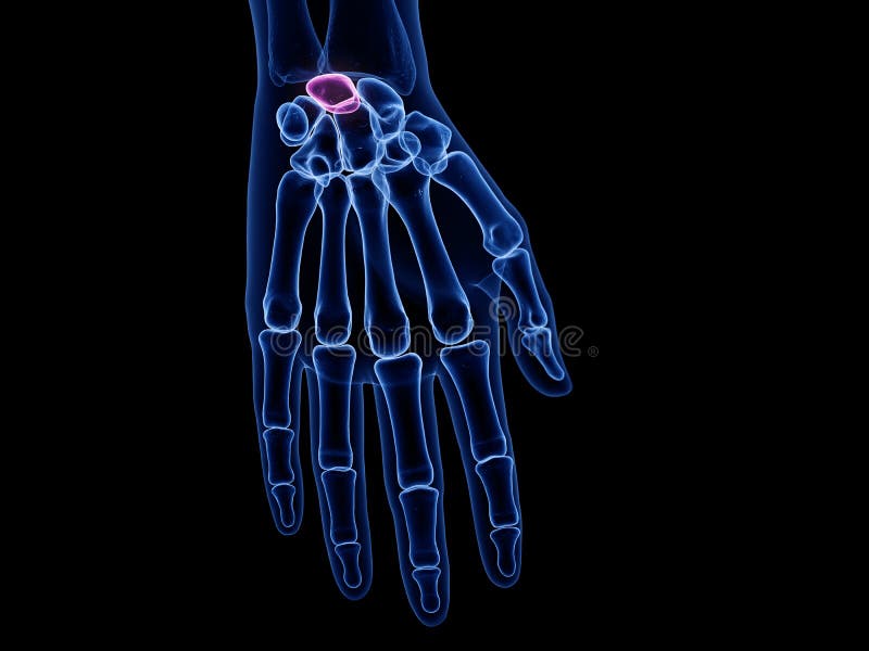 The lunate bone stock illustration. Illustration of hand - 155218277