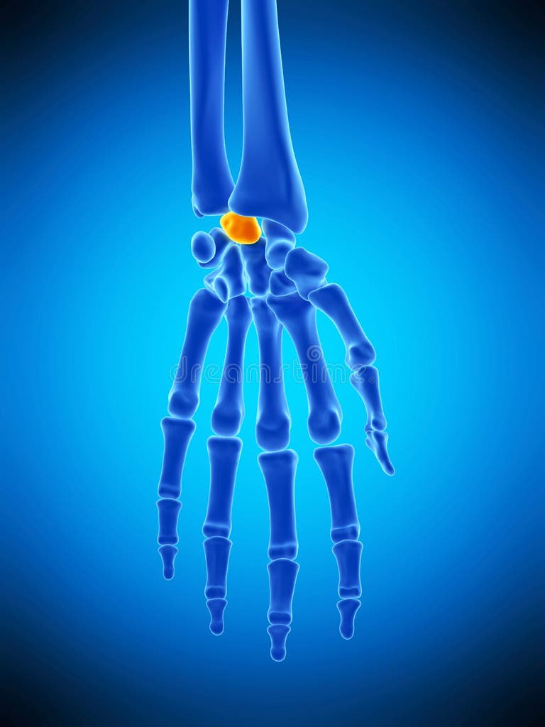 Lunate Bone Stock Illustrations – 551 Lunate Bone Stock Illustrations ...