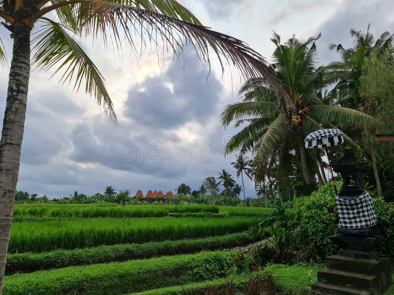 Lunch with Beautiful View Rice Fields in Ubud Bali Indonesia Stock ...