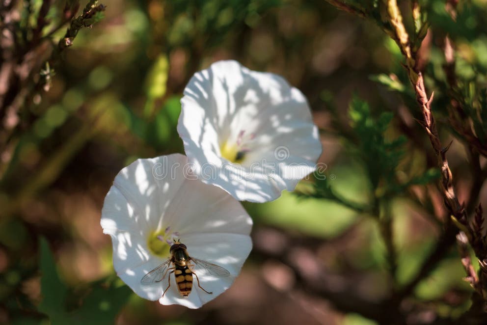 Lunch break stock photo. Image of evening, insect, flower - 227181908