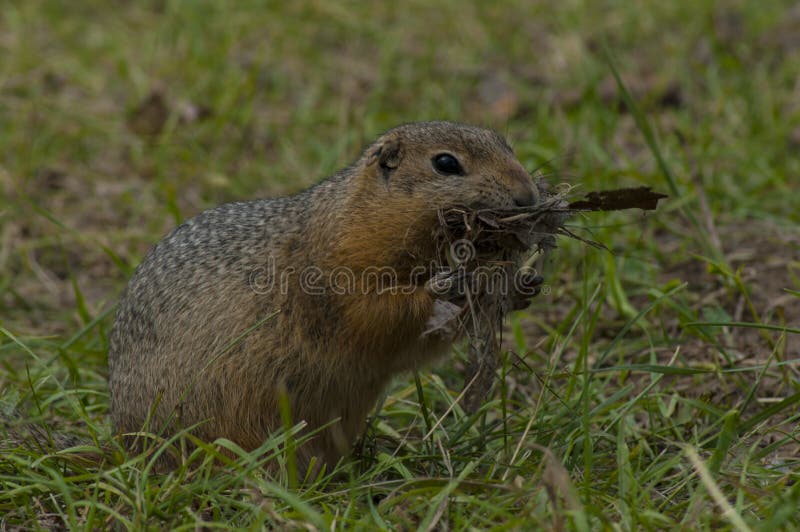 Lunch break of a gopher stock image. Image of grass, rodent - 81473165