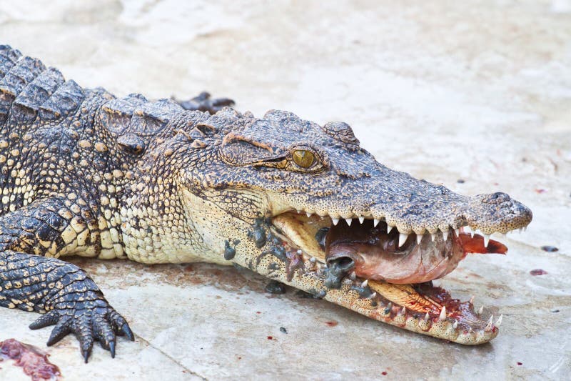 Crocodile eating stock photo. Image of alligator, fang - 24147368