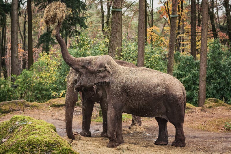 Lunch for elephants. stock image. Image of snack, work - 62762007