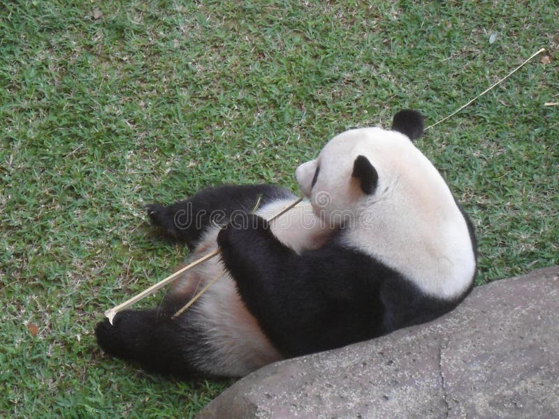 Lunch with panda stock photo. Image of goats, carnivore - 221236116