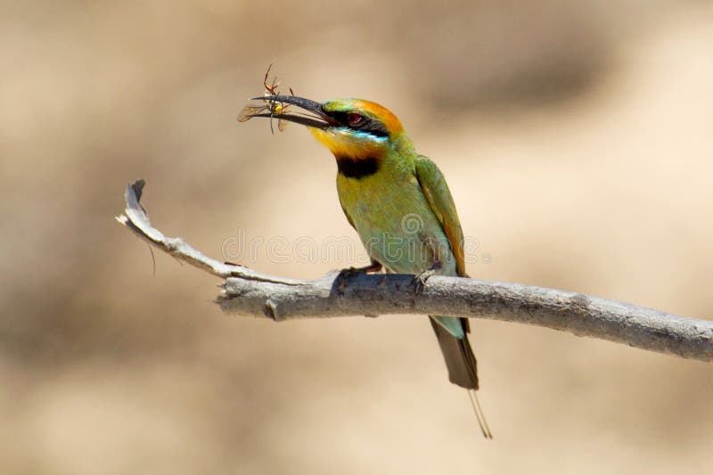 Lunch stock image. Image of birdlife, birds, colorful - 41962447