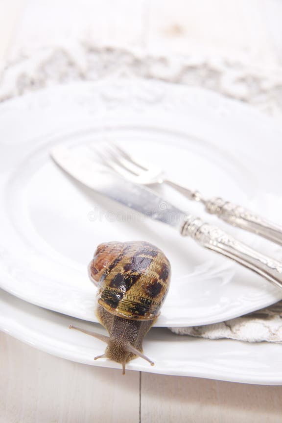 Lunch of Snails stock photo. Image of isolated, second - 31103608